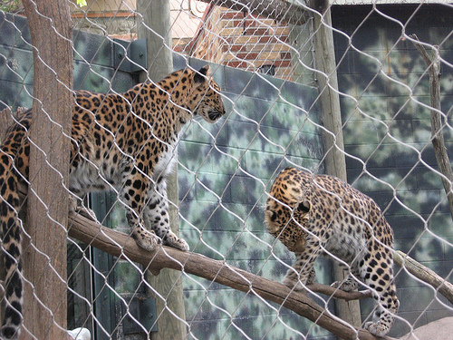 Erie Zoo in Erie, Pennsylvania - Kid-friendly Attractions | Trekaroo