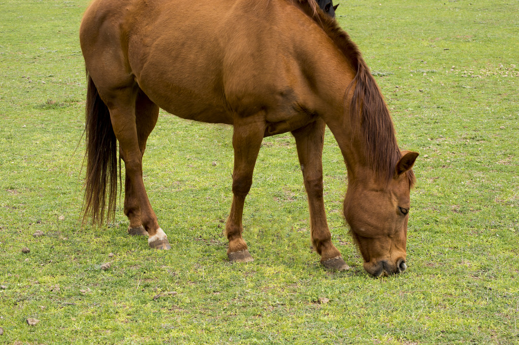 Sauer-Beckmann Living History Farm in Stonewall, Texas - Kid-friendly ...