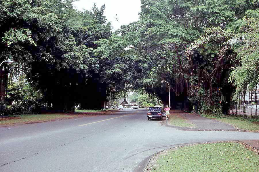 Banyan Drive in Hilo, Hawaii - Kid-friendly Attractions | Trekaroo
