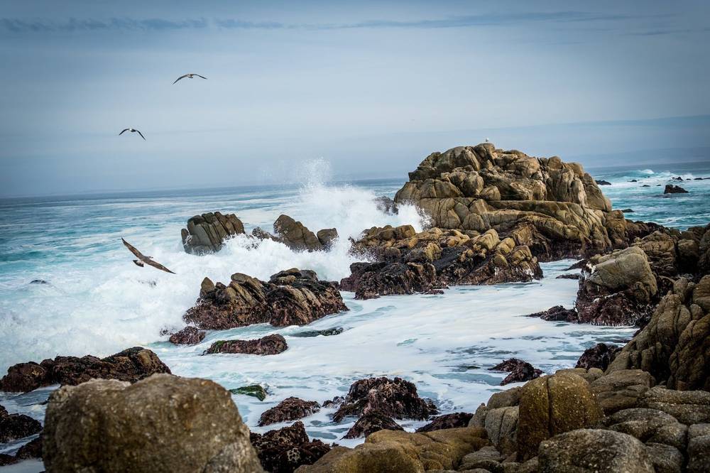 UNCOVERING THE BEST SECRETS OF MONTEREY BAY WITH KIDS | Trekaroo
