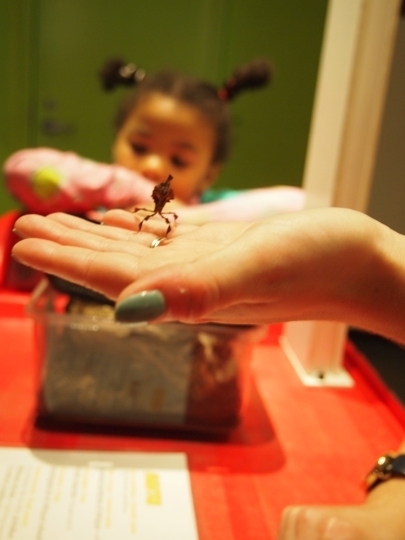 Montréal Insectarium in Montreal, Quebec - Kid-friendly Attractions ...