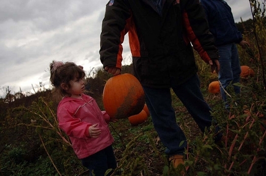 May Farms Pumpkin Patch in Byers, Colorado - Kid-friendly Attractions ...