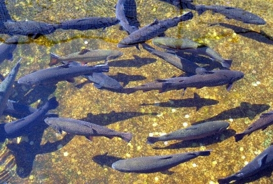 Belchertown Fish Hatchery in Belchertown, Massachusetts - Kid-friendly ...
