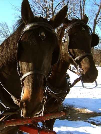 Chepachet Farms in Chepachet, Rhode Island - Kid-friendly Attractions ...