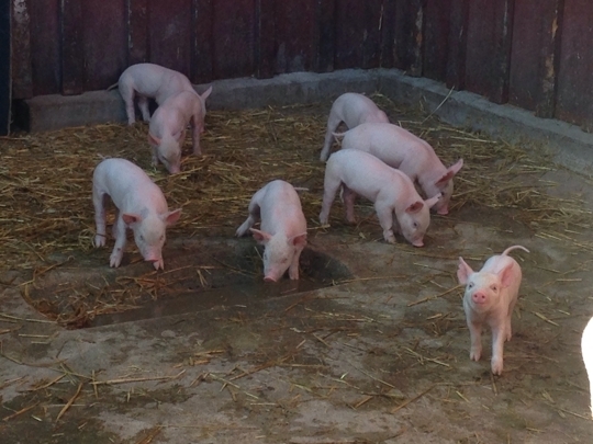 Frying Pan Farm Park in Herndon, Virginia - Kid-friendly Attractions ...