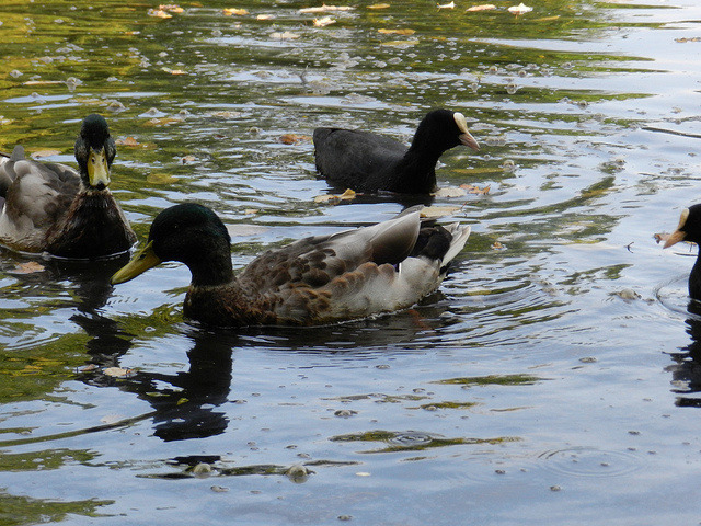 Lake Kenosia in Danbury, Connecticut - Kid-friendly Attractions | Trekaroo