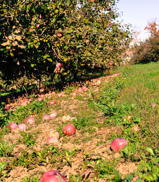 Blue Jay Orchard in Bethlehem, Connecticut - Kid-friendly Attractions ...