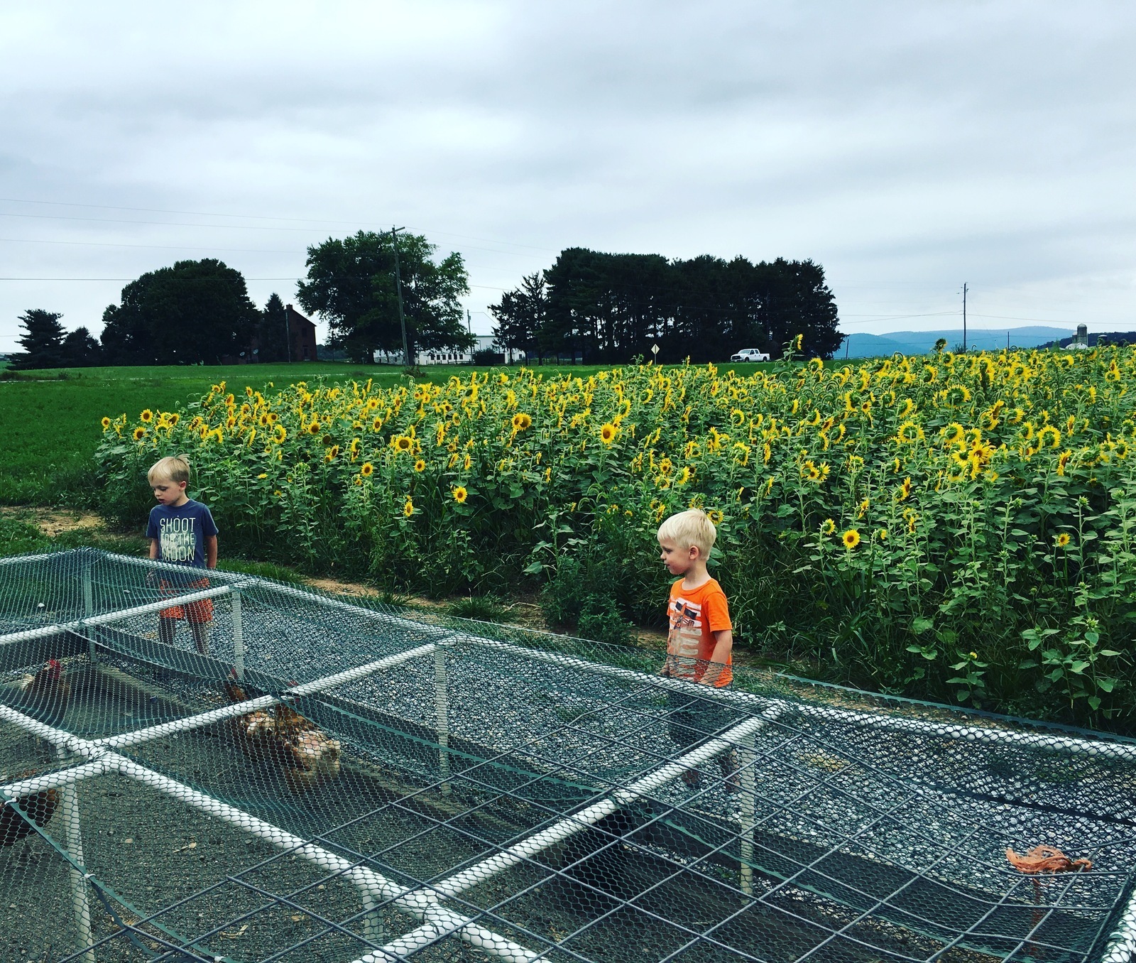 Misty Meadow Farm Creamery in Smithsburg, Maryland - Kid-friendly ...