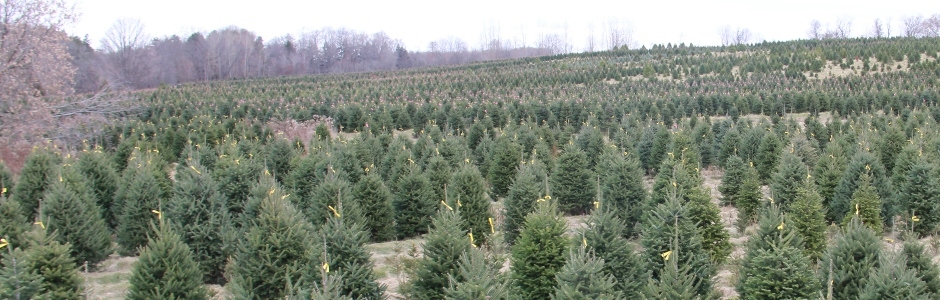 Prestonvale Tree Farms in Courtice, Ontario - Kid-friendly Attractions ...