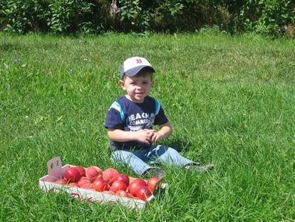 Best places for family apple picking in Central Massachusetts | Trekaroo