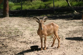 Tregembo Animal Park in Wilmington, North Carolina - Kid-friendly ...