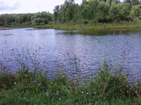 Hiking in Hector, New York - Kid-friendly Attractions | Trekaroo