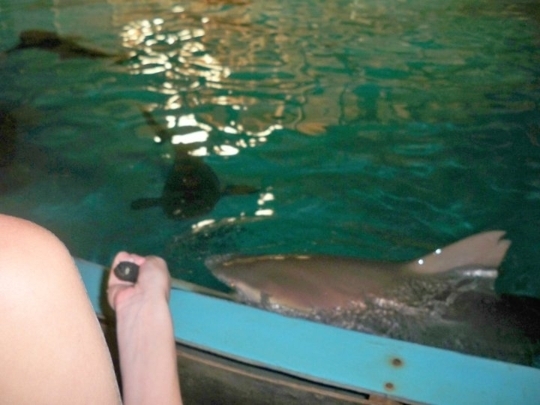 Predator World in Branson, Missouri - Kid-friendly Attractions | Trekaroo