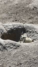 Prairie Dog Town in Oakley, Kansas - Kid-friendly Attractions | Trekaroo