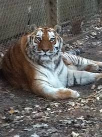 Plumpton Park Zoo in Rising Sun, Maryland - Kid-friendly Attractions ...