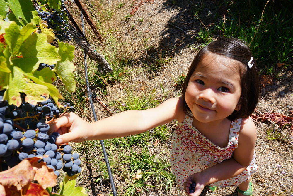 Best of Wine Country with Kids | Trekaroo